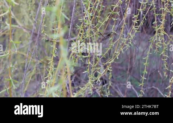 willow branches. Fresh green willow branches swaying in breeze on bokeh ...
