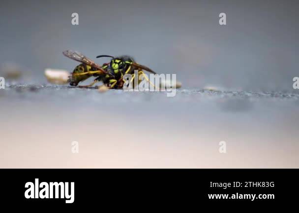 Wasp cannibalism in close-up macro view with fighting wasps eating each ...
