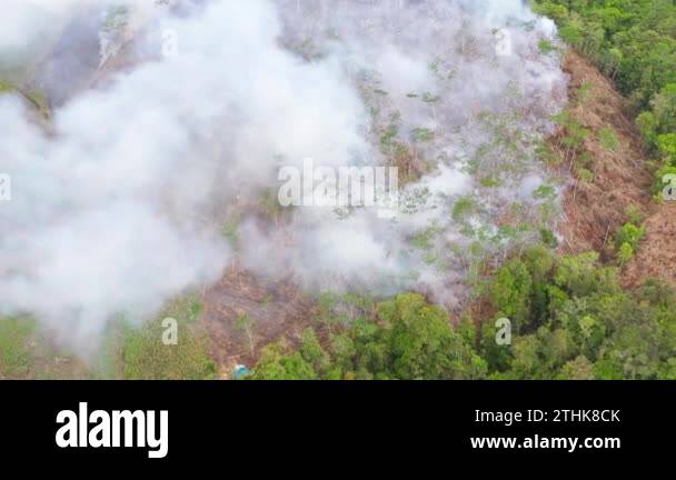 Forest fire in the mountains. Using fire to destroy natural habitat and ...