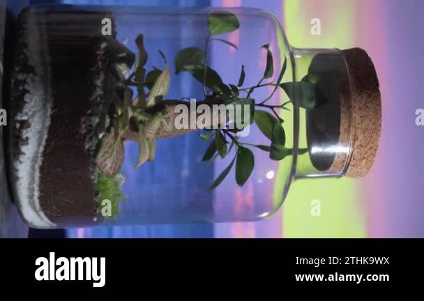 mesmerizing vertical video of an ecosystem in a jar. See the lush ...