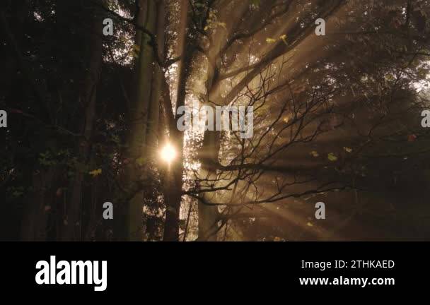 Trees in misty foggy weather conditions in the woods, mist and fog in ...