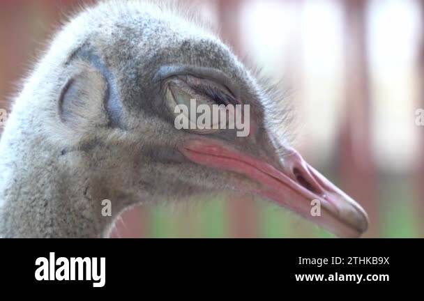 Extreme close up profile shot of a sleeping common ostrich, struthio ...
