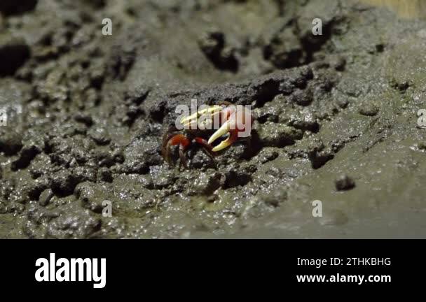 A male fiddler crab with a big claw is on tidal flat. The crustacean is ...