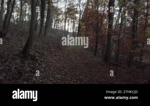 Drone is flying fast forward between tree trunks and leaves in a dark ...