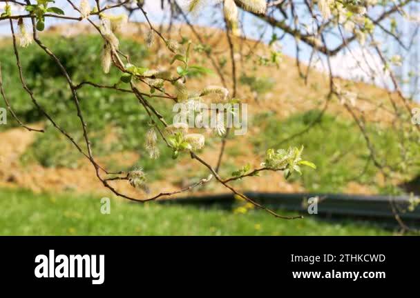 Downy tree Stock Videos & Footage - HD and 4K Video Clips - Alamy