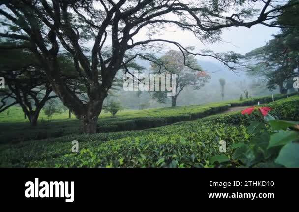 Tea plantations big bush Stock Videos & Footage - HD and 4K Video Clips - Alamy