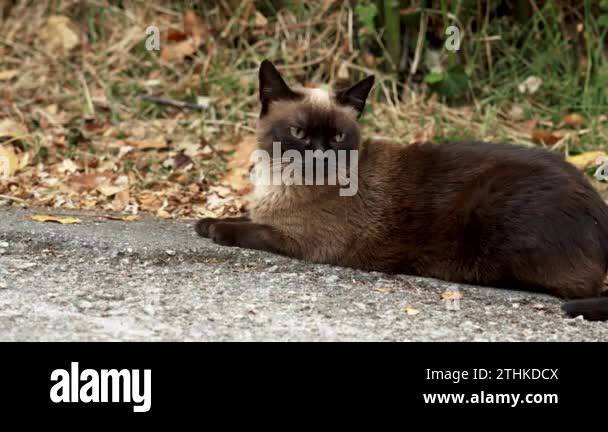 Sad hungry siamese stray cat Stock Videos & Footage - HD and 4K Video ...
