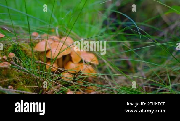 Sheathed woodtuft Stock Videos & Footage - HD and 4K Video Clips - Alamy