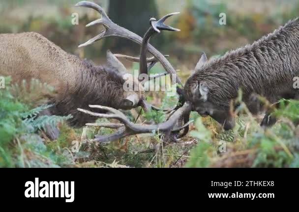 British wild red deer stag Stock Videos & Footage - HD and 4K Video ...