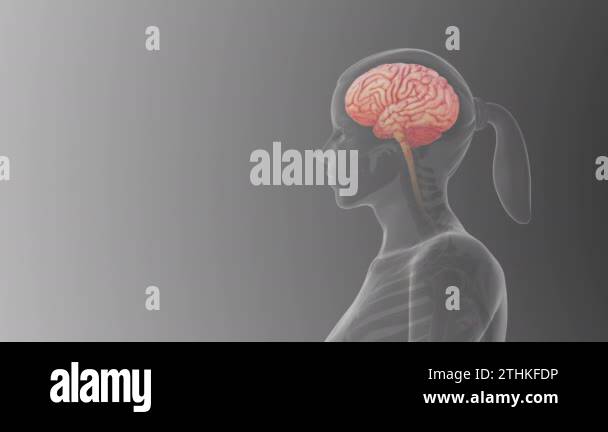 Female brain anatomy, lateral view, medical concept Stock Video Footage ...