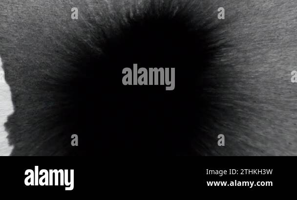 Black paint water drop. Reveal transition. Cover overlay. Dark ink ...