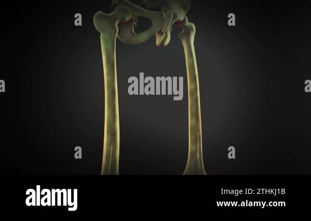 Human body legs Stock Videos & Footage - HD and 4K Video Clips - Alamy
