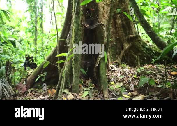 Tropical Rainforest Costa Rica Jungle Detail, Close Up of Trees and ...