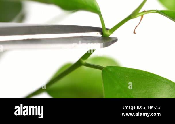 Ficus bush Stock Videos & Footage - HD and 4K Video Clips - Alamy