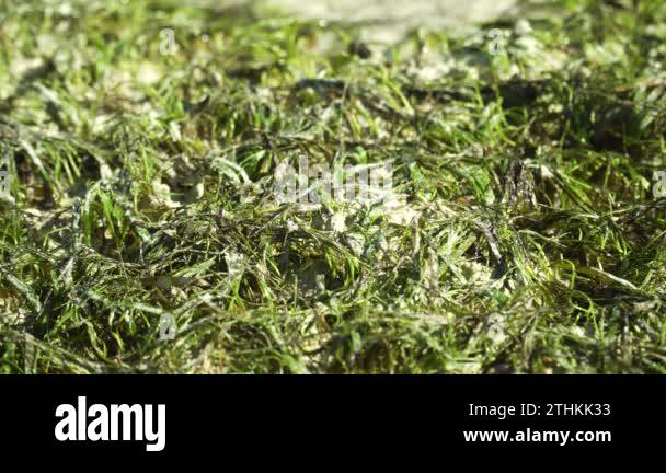 Small blue crabs cross the sandy beach. Soldier crabs Mictyris ...