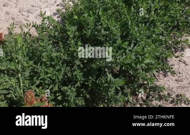 Knotweed knotgrass Stock Videos & Footage - HD and 4K Video Clips - Alamy