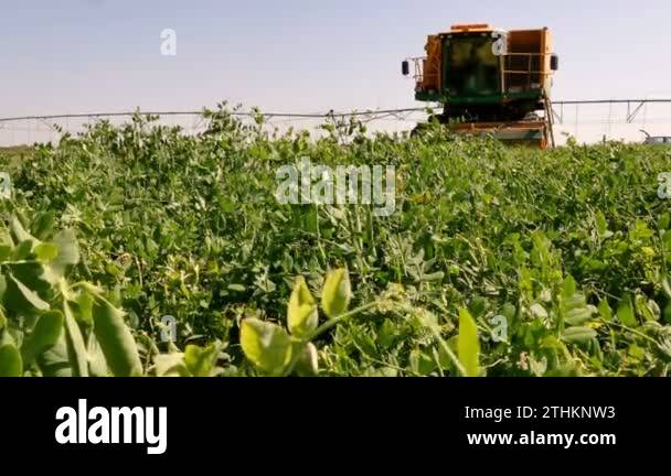 Plantation with Peas and Combine Harvester ; Harvesting ripe peas with ...