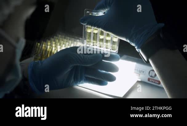 Women Inspects Ampoules For Particulates In Liquid And Container ...