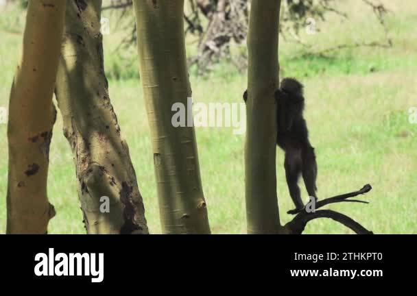 Baboon in acacia tree Stock Videos & Footage - HD and 4K Video Clips ...