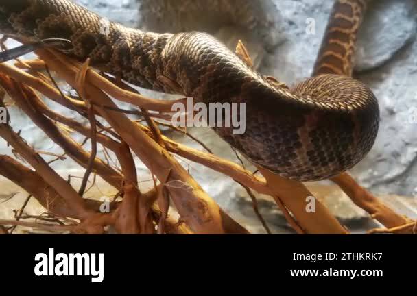 Venom tree Stock Videos & Footage - HD and 4K Video Clips - Alamy
