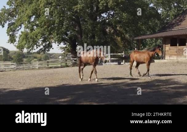 Paddock on barn Stock Videos & Footage - HD and 4K Video Clips - Alamy