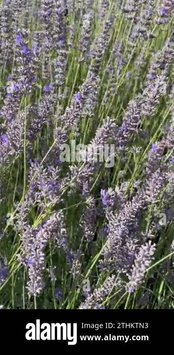Lavandula with common name lavender is a genus of 47 known species of ...