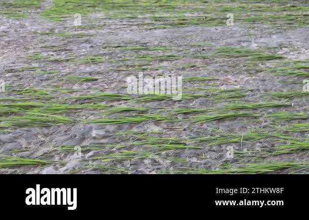 Agriculture rice fields damage after heavy rain and flood in the swat ...