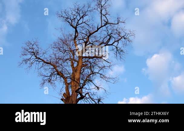 Without tree Stock Videos & Footage - HD and 4K Video Clips - Alamy