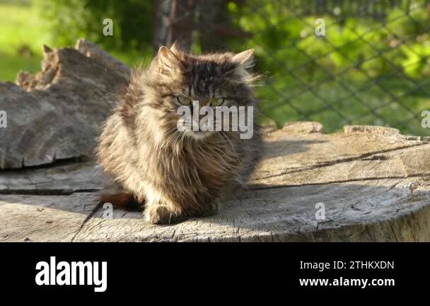 Fluffy cat is sitting on a large tree stump. Domestic cat or the feral ...