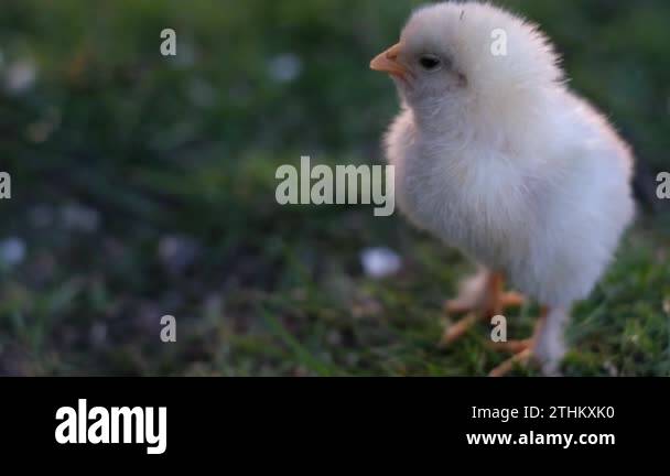 Confused chick Stock Videos & Footage - HD and 4K Video Clips - Alamy