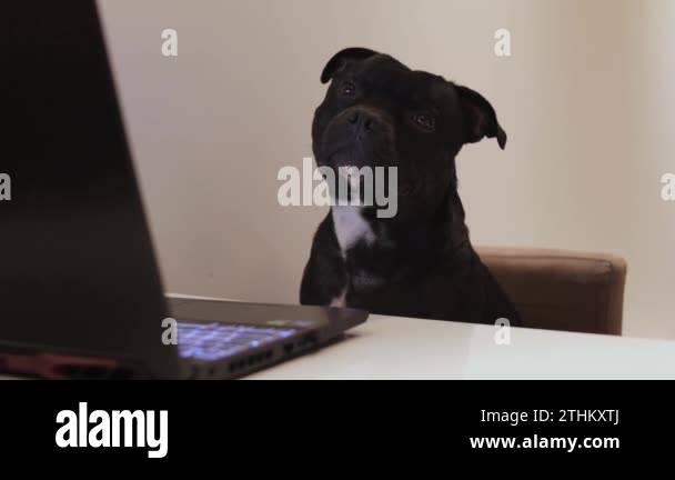 Curious black dog sitting at the table with a laptop. Staffordshire ...