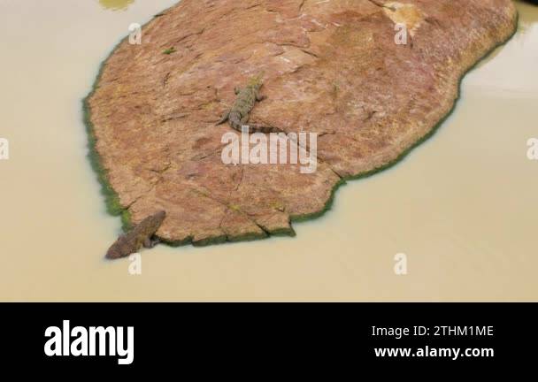 Crocodile in a rock Stock Videos & Footage - HD and 4K Video Clips - Alamy