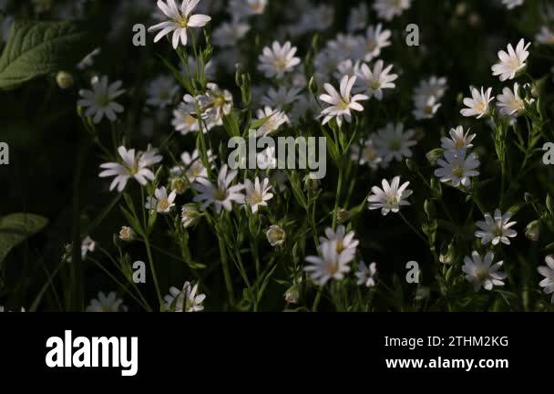 Beautiful white flowers are illuminated by the sun. Lots of green grass ...