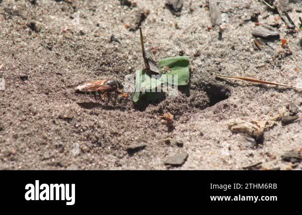 Representatives of Pemphredoninae hunters. Earthen wasps.Pemphredoninae ...