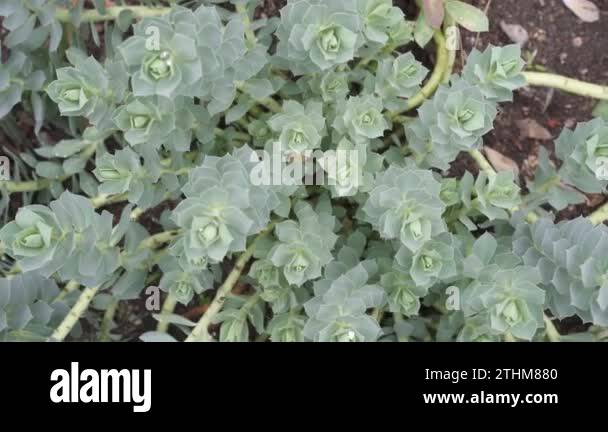 Myrtle Spurge - Euphorbia myrsinites, garden flower plant also known as ...
