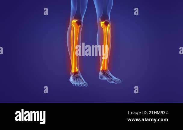 Leg anatomy Stock Videos & Footage - HD and 4K Video Clips - Alamy