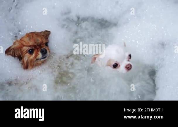 Two dogs take a spa. A chihuahua and a spitz are taking a bubble bath ...