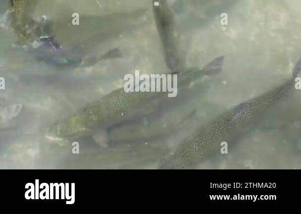 Trout fish farming in Kalam, Swat valley Stock Video Footage - Alamy