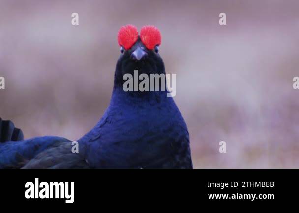 Black Grouse lek at sunrise. Close up Portrait. Black grouse Tetrao ...