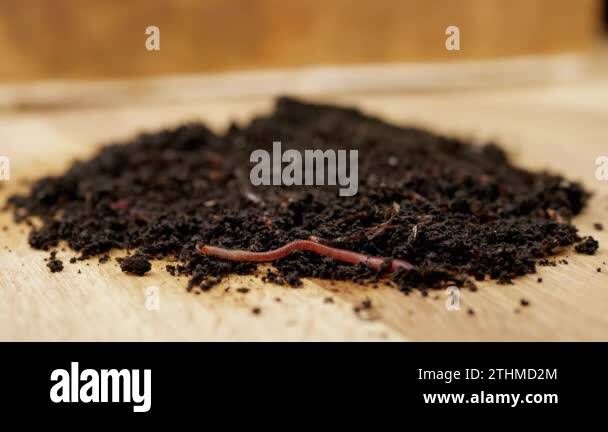Vermin compost Stock Videos & Footage - HD and 4K Video Clips - Alamy