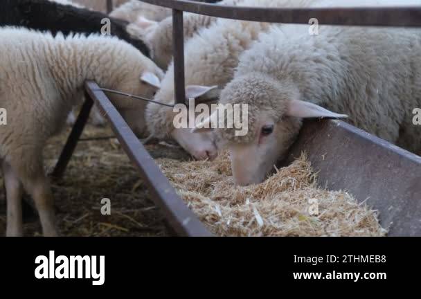 Sheep eating hay, image of white lamb eating hay from iron manger ...