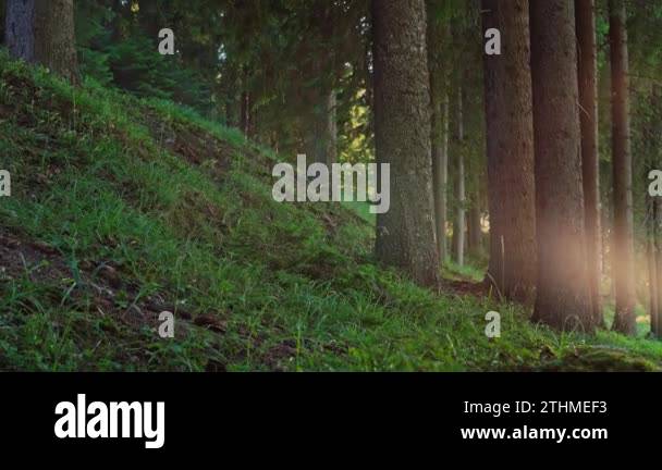 Forest landscape with sun flares Stock Videos & Footage - HD and 4K ...