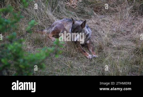 Italian wolf, Canis Lupus Italicus, unique subspecies of the indigenous ...