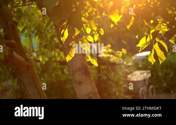 Gnats fly in sun Stock Videos & Footage - HD and 4K Video Clips - Alamy