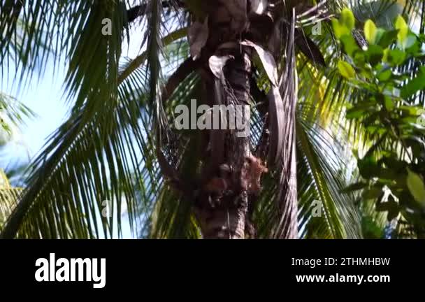 Monkey breaking Stock Videos & Footage - HD and 4K Video Clips - Alamy