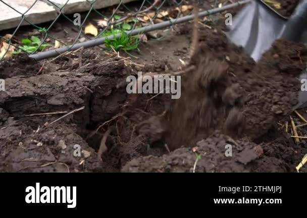 Man with a shovel digs up a fruit tree with a root for transplanting ...