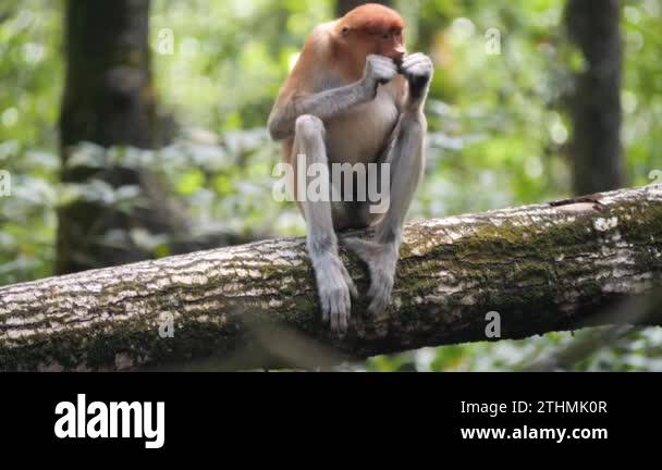 A young male proboscis monkey (Nasalis larvatus) is enjoying food on a ...