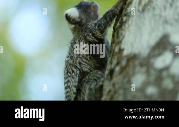 Monkey hunting Stock Videos & Footage - HD and 4K Video Clips - Alamy
