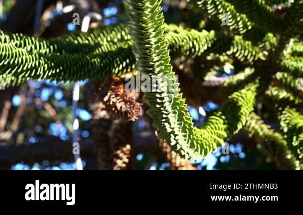 Monkey tail tree Stock Videos & Footage - HD and 4K Video Clips - Alamy