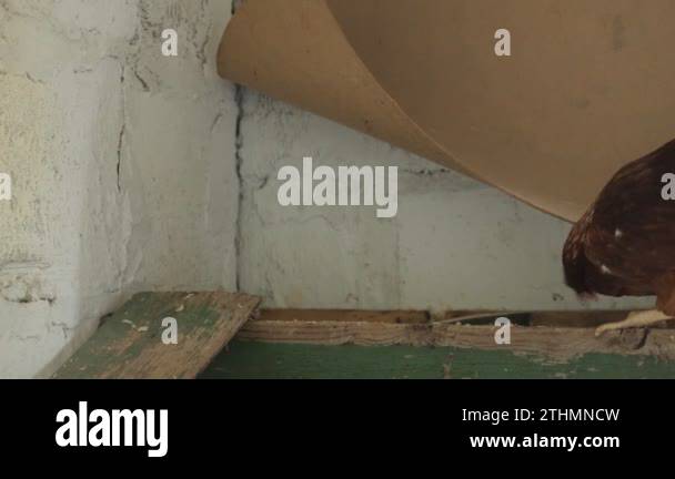 Chicken worn Stock Videos & Footage - HD and 4K Video Clips - Alamy
